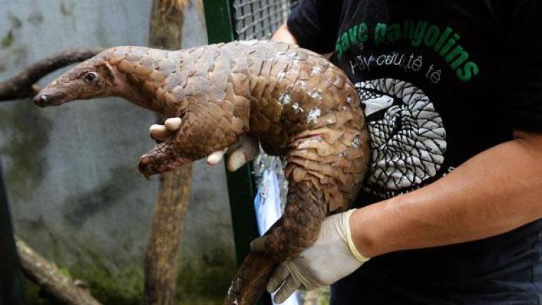 Algunas cosas que debes conocer sobre el pangolín