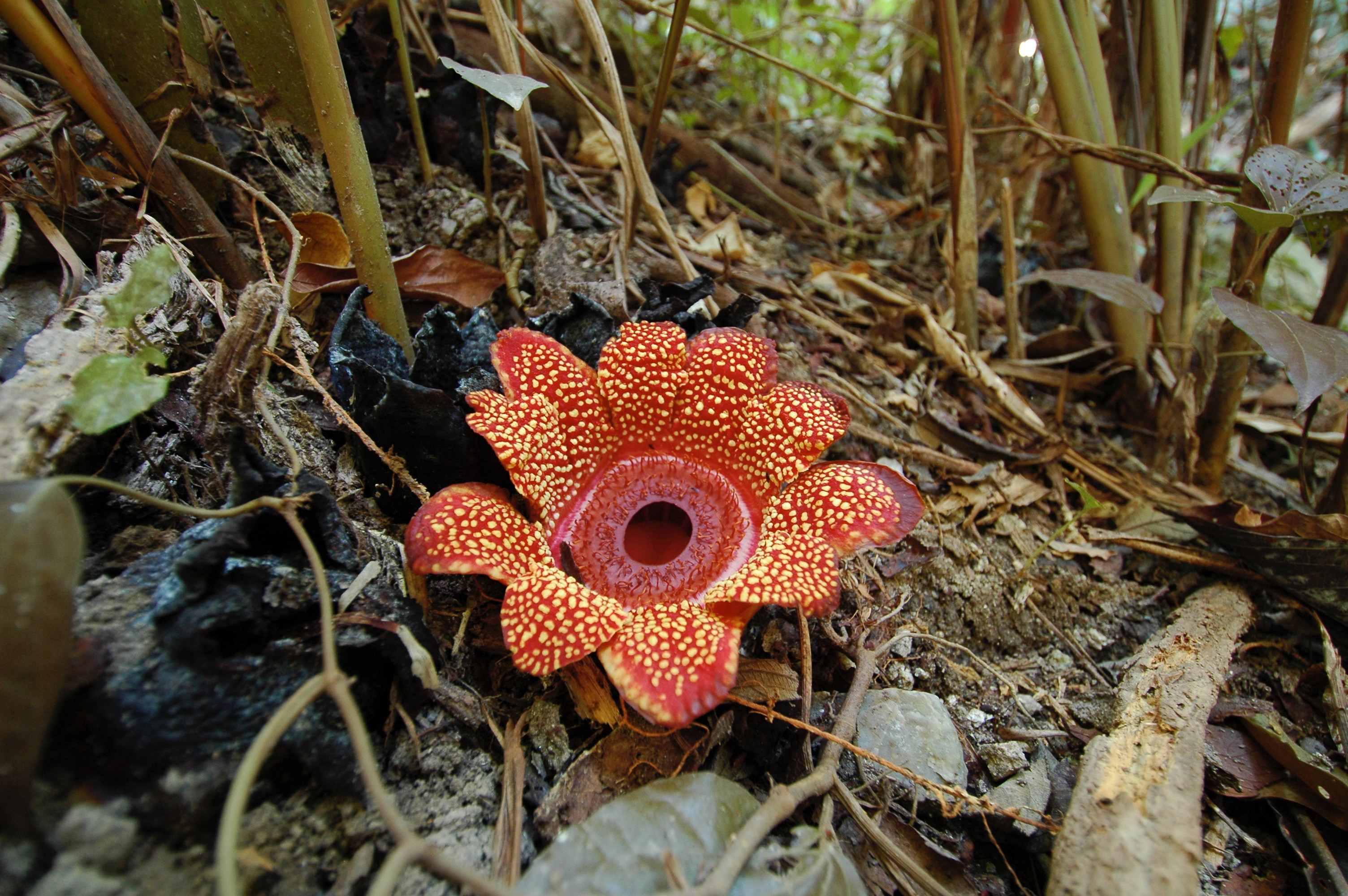 La fascinante rafflesia, la flor más grande del mundo que huele mal