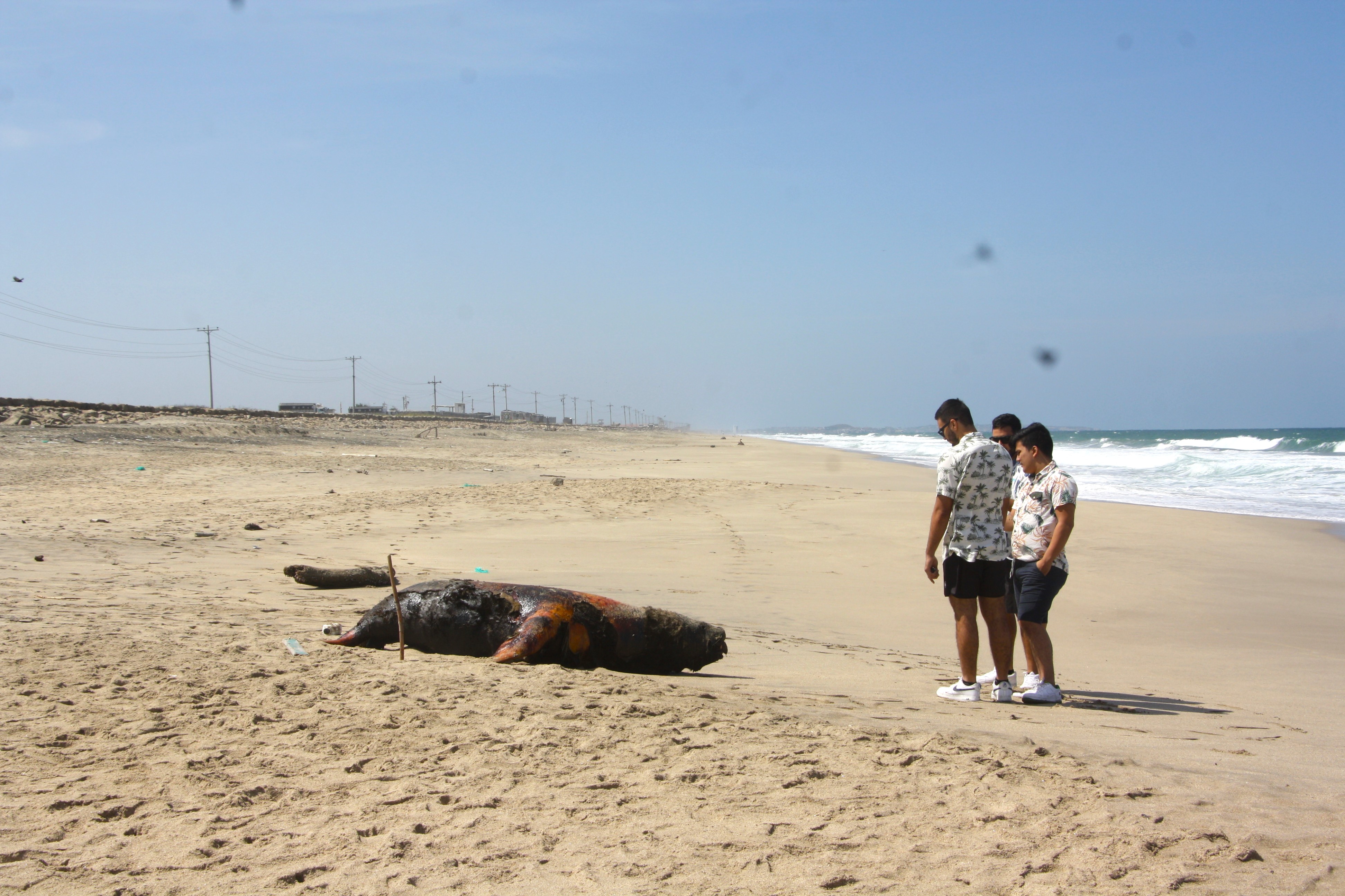 Cinco lobos marinos aparecen muertos a orillas de Mar Bravo
