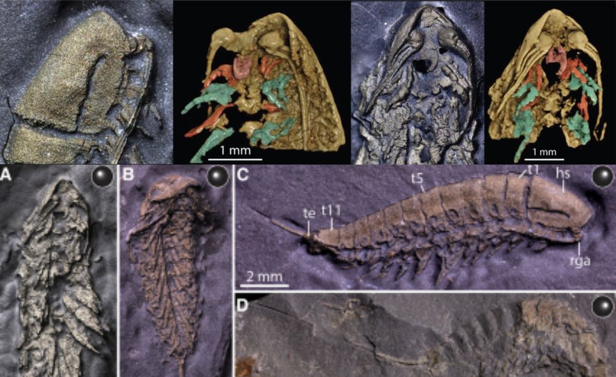 Descubren una especie de artrópodo de 450 millones de años, preservada ...