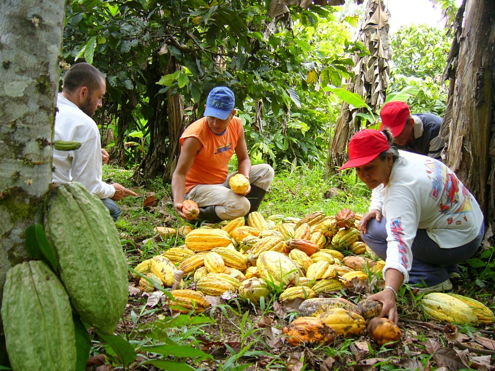 Cacao en Ecuador: estas son las provincias de Ecuador que más lo producen