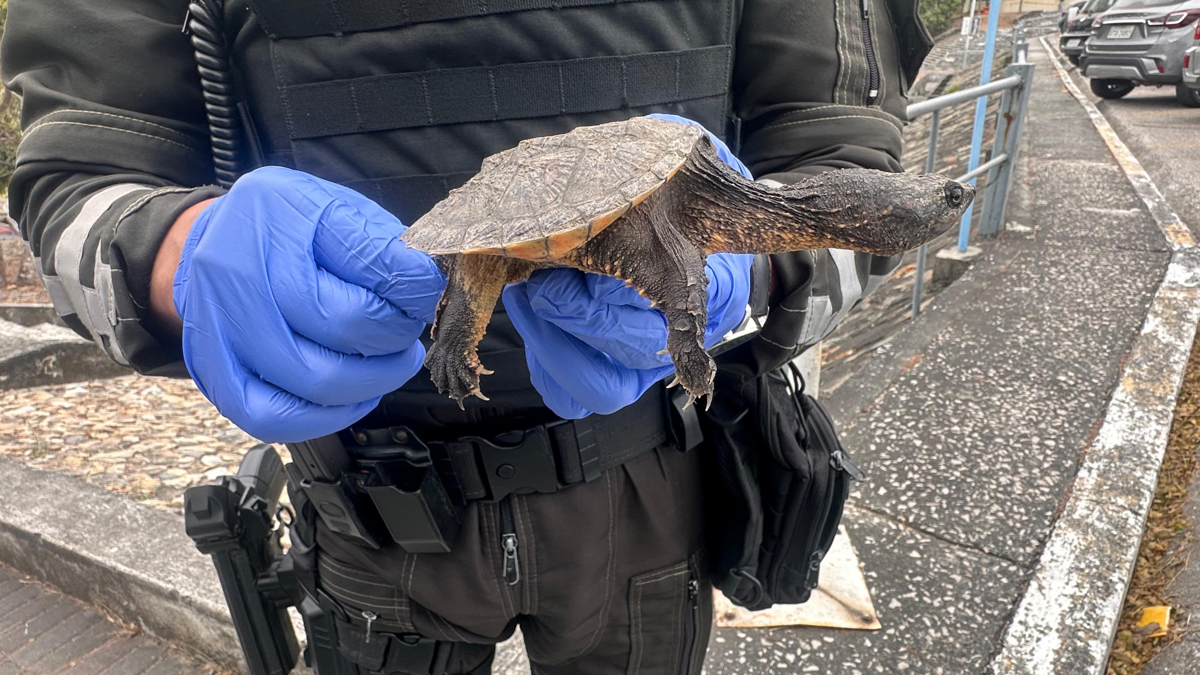 Rescatan una tortuga lagarto cerca de la Espol y advierten de su ...