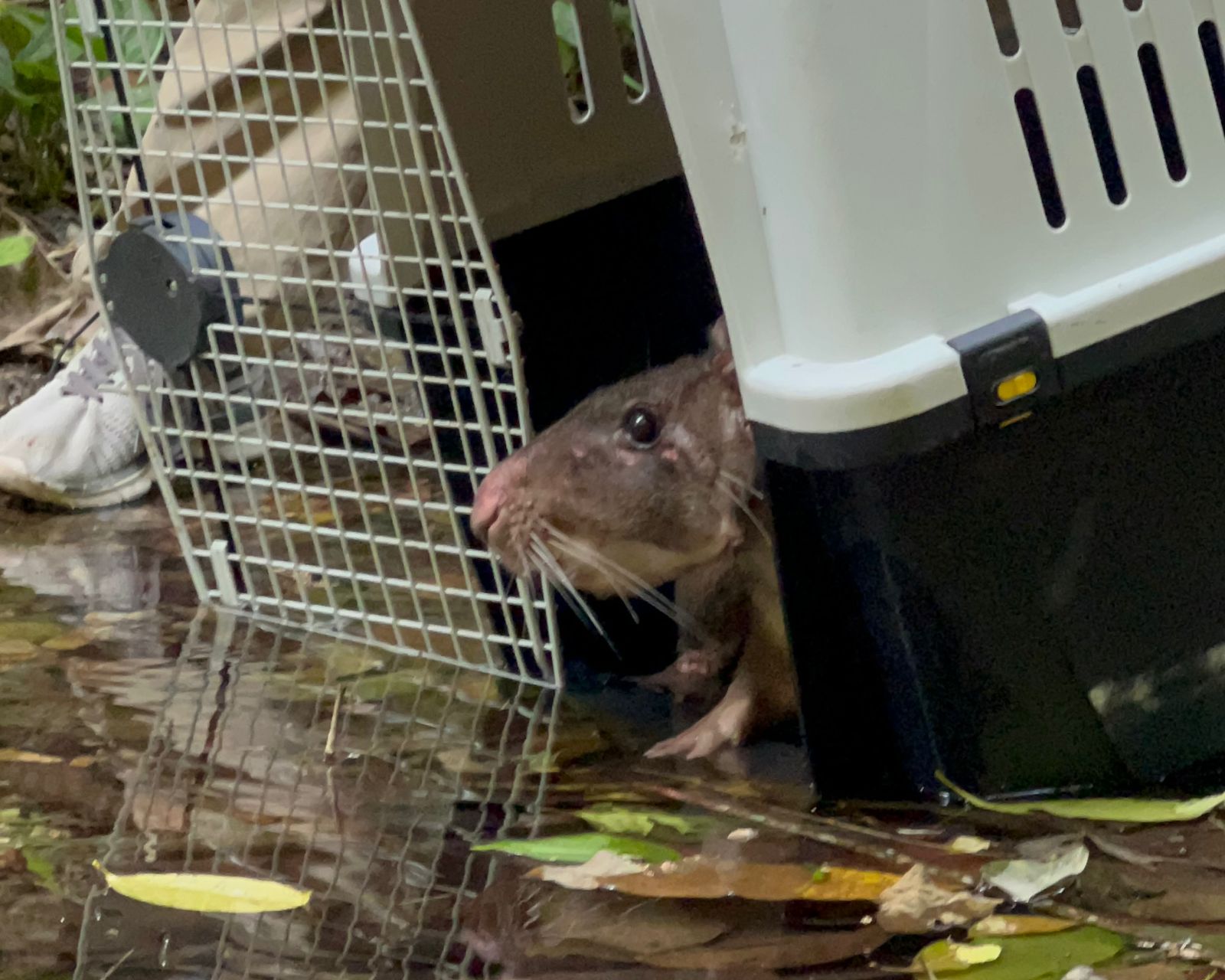 Rescatan a una guanta, el roedor gigante familiar del capibara, en vía ...