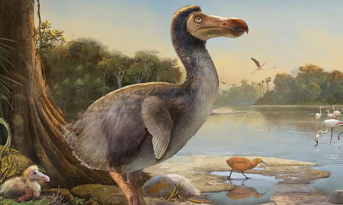 Dodo: científicos de Colossal logran avances para revivir la especie