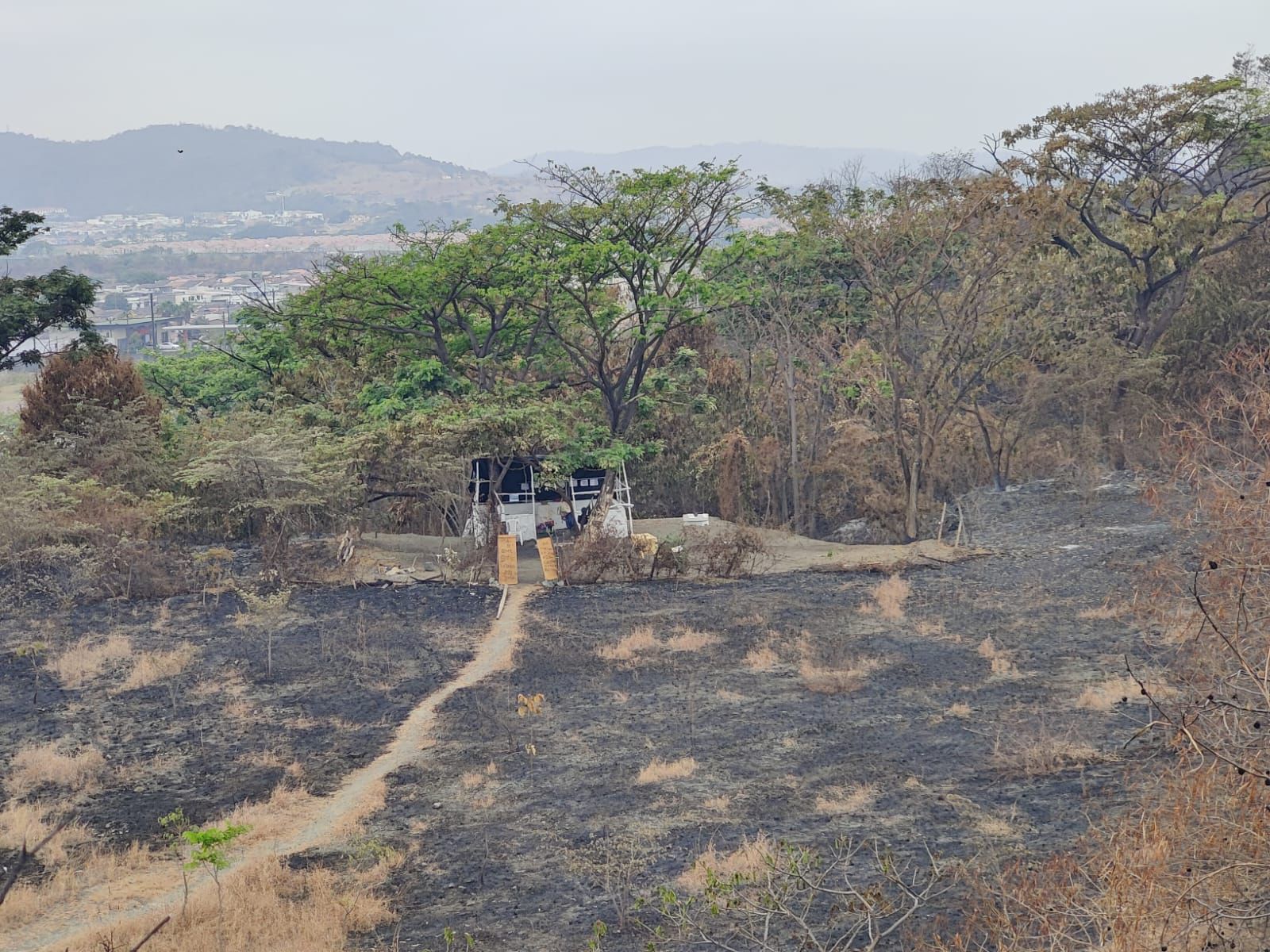 Informe revela el impacto del incendio en la fauna de Cerro Colorado