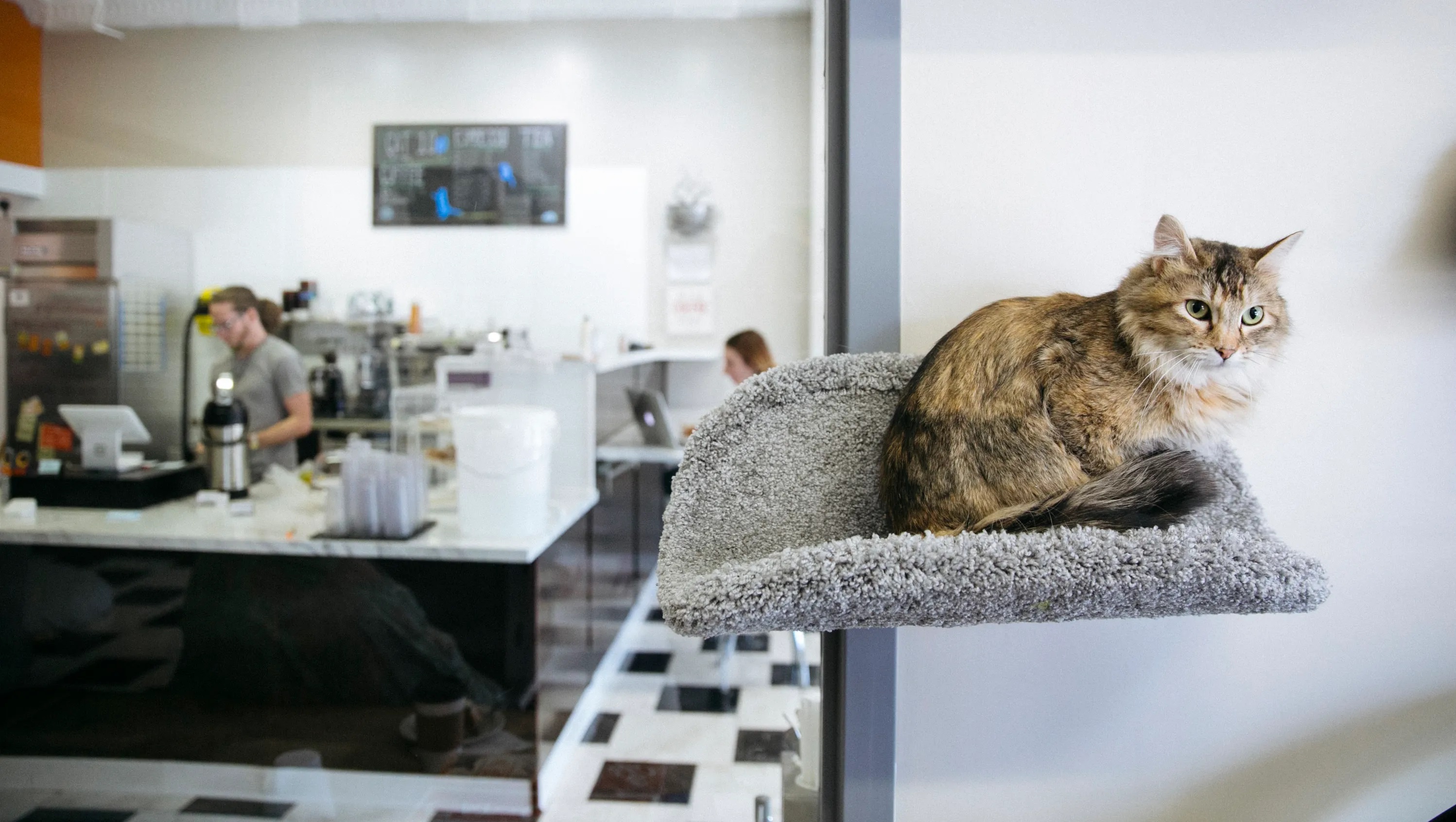 En Quito, los 'cat cafés' y espacios para pet lovers se multiplican