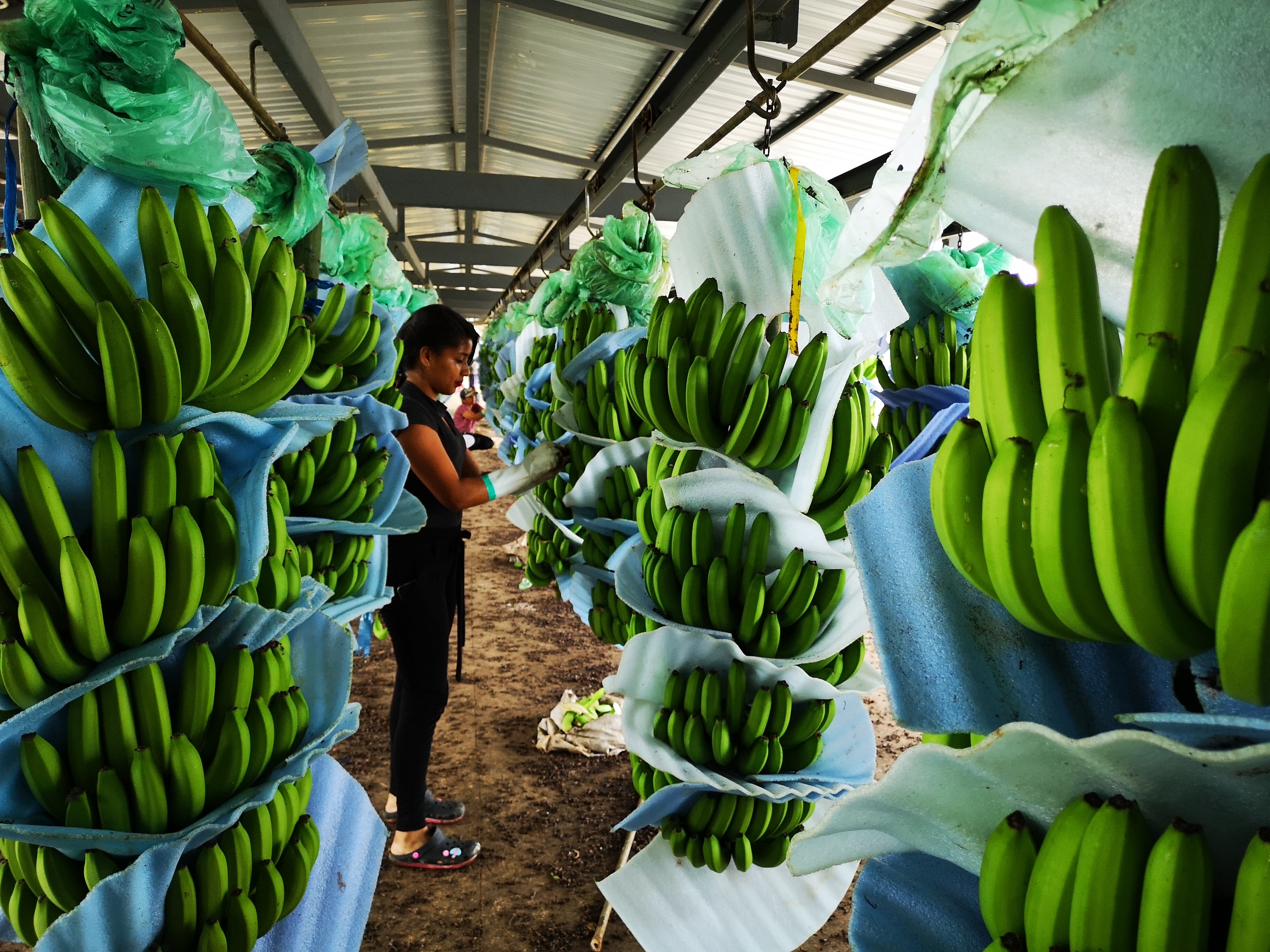 Bananera Noboa redujo su deuda tributaria $ 95 a $ 3,5 millones en 6 meses