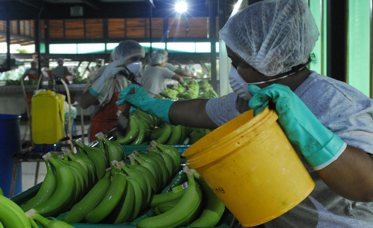 ¿Cómo pasó la deuda de la Bananera Noboa de $ 94,6 millones a cero?