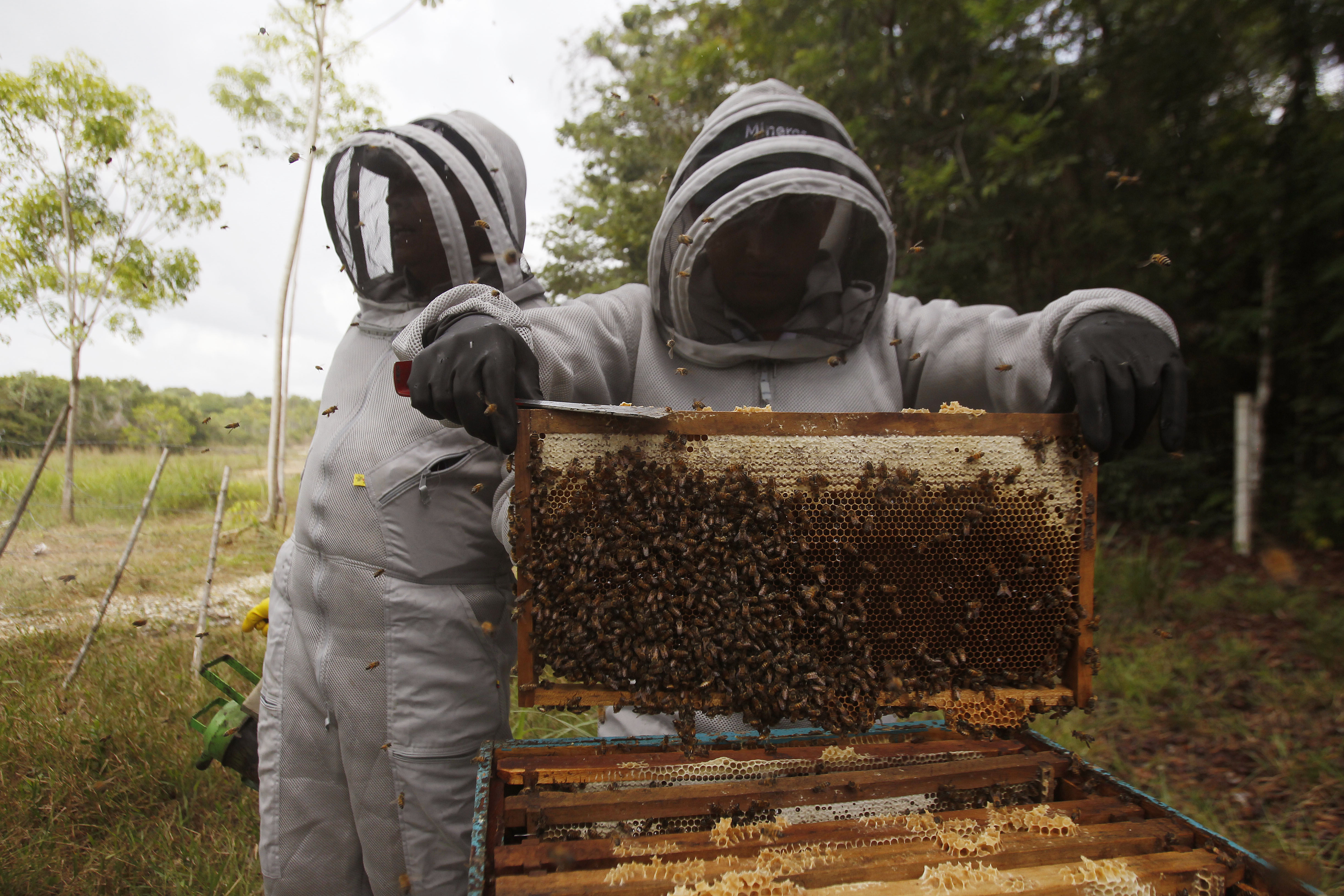Estudio resalta papel de planta andina nativa en conservación de abejas ...
