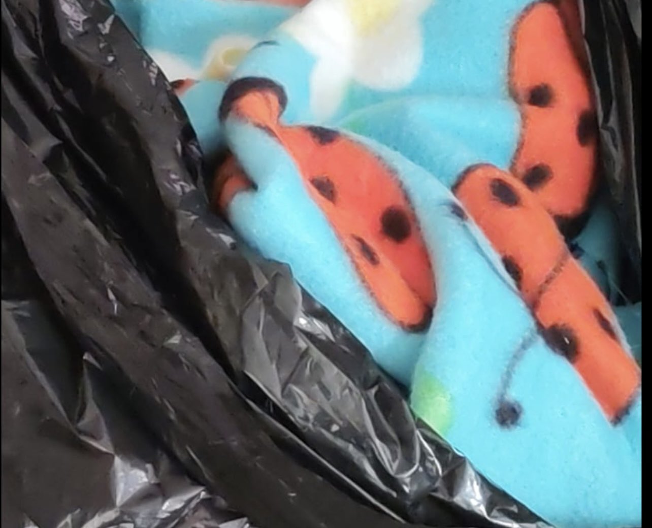 Alcalde de Cuenca se pronuncia tras hallazgo de bebé recién nacido ...