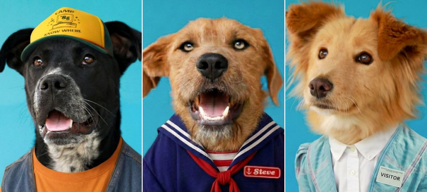 Stranger Dogs: 5 perritos rescatados que puedes adoptar hoy en Quito