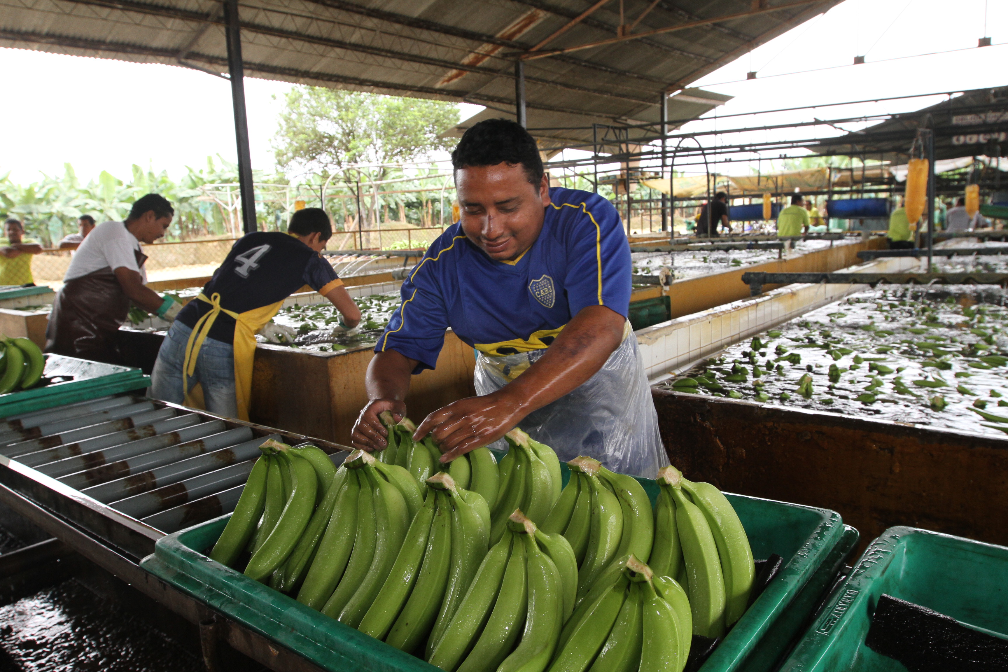 La historia de la hacienda La Clementina: de cultivo próspero a crisis ...